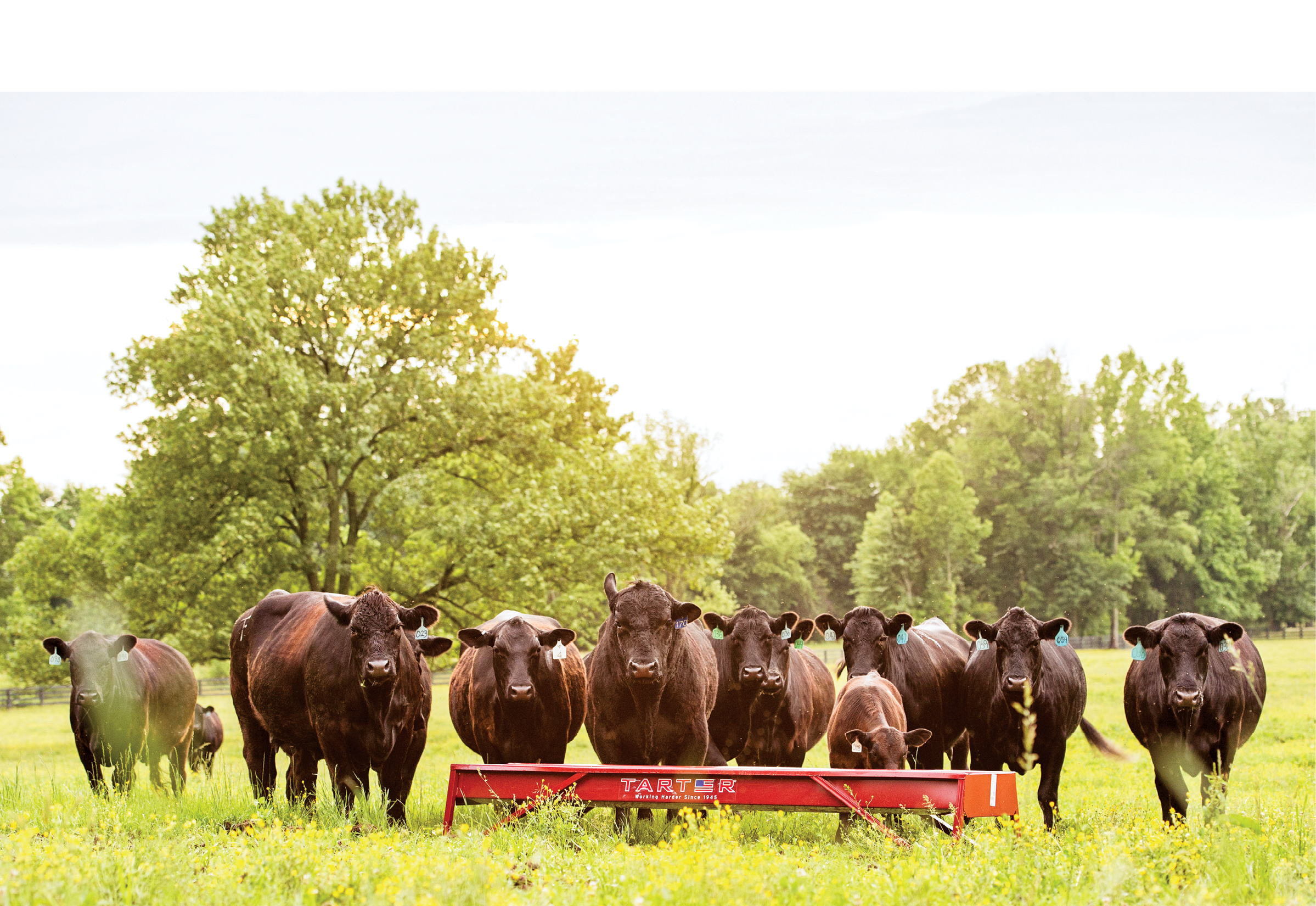 Marketing Opportunities: Supporting Livestock Operations